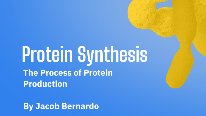 Protein Synthesis by Jacob Bernardo on Prezi