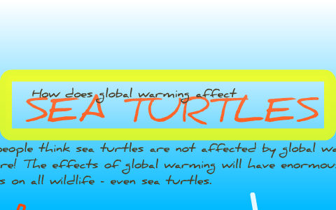 sea turtles. in danger? by anna yoder on Prezi
