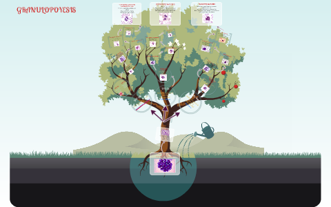 GRANULOPOYESIS ISAMAR CORREA UM by Citlally Isamar on Prezi