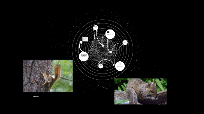 Captain Squirrel Facts by Lisa Dierlam on Prezi