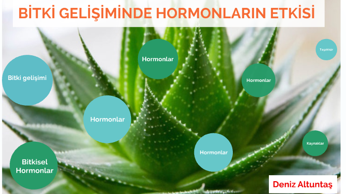 Bitki Gelişiminde Hormonların Etkisi by Deniz Altuntaş on Prezi