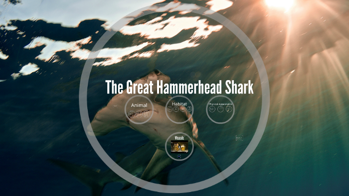 Endangered Species - Great Hammerhead Shark by Alex Slabbert on Prezi