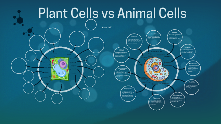 Plant Cells vs Animal Cells by Jurgen Muller on Prezi