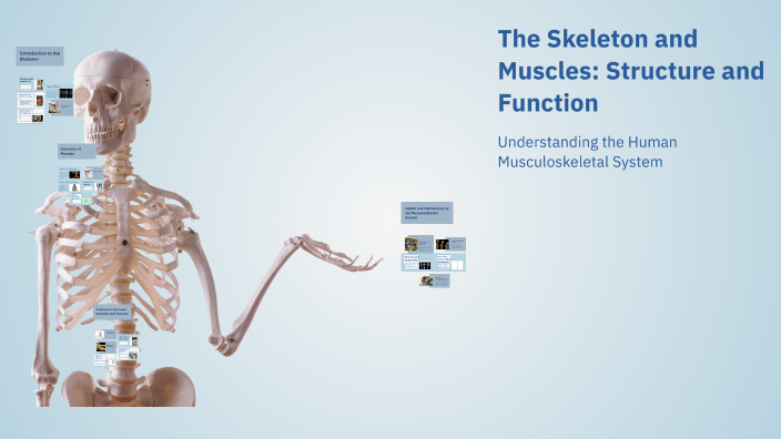 The Skeleton and Muscles: Structure and Function by Eugen Chiabur on Prezi