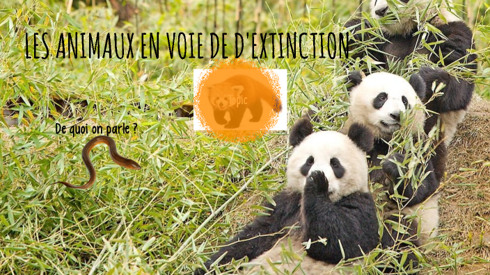 les animaux en voie de disparition by med Mood on Prezi
