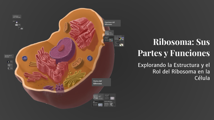 Ribosoma: Sus Partes y Funciones by pedro roque on Prezi