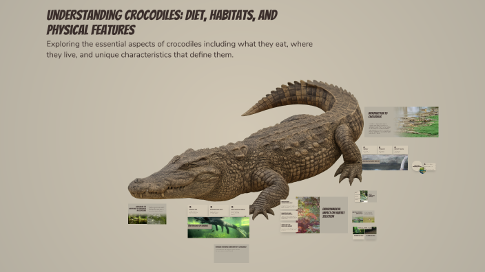 Understanding Crocodiles: Diet, Habitats, and Physical Features by Sena ...