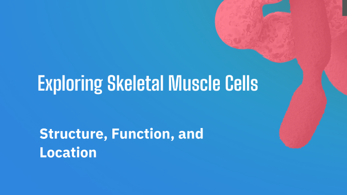 Exploring Skeletal Muscle Cells by Keegan Albert on Prezi