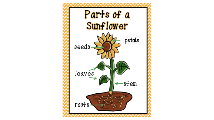Sunflower Parts by Jasmine Hernandez on Prezi