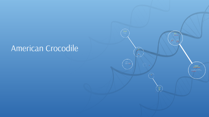 American Crocodile by Stephen Ruhle on Prezi