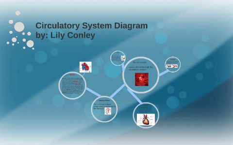 Circulatory System Diagram by lily conley on Prezi