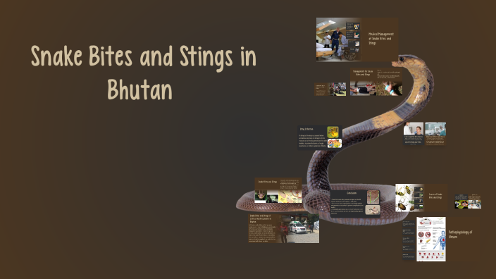 Understanding Snake Bite and Sting Management in Bhutan by on Prezi