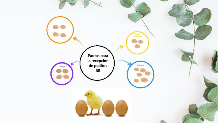 Recepción pollitos BB by Marta Rodríguez on Prezi