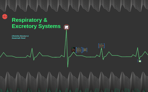 Respiratory & Excretory Systems by Christine Braxton on Prezi