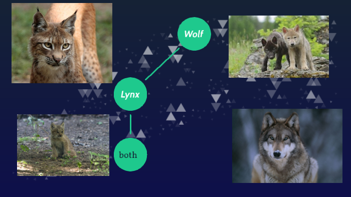 Wolf V.S Lynx by Kylie Young on Prezi