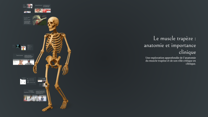 Le muscle trapèze : anatomie et importance clinique by Yahya Mazid on Prezi