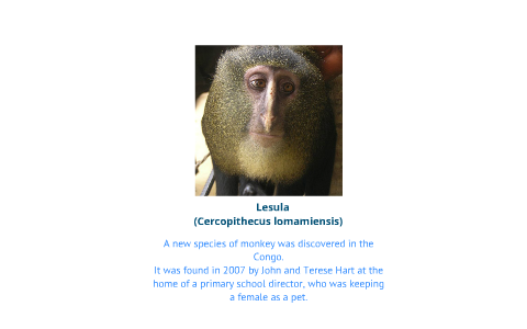 The Lesula Monkey by Alison Crofts by Alison Crofts on Prezi