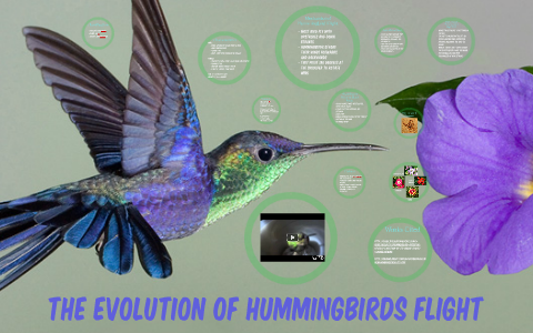 The Evolution of Hummingbirds by Olivia Armstrong on Prezi
