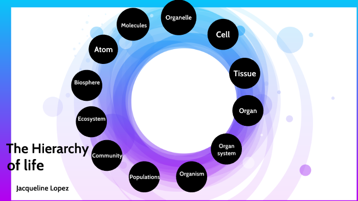 Hierarchy of life by Jacqueline Lopez Cervantes on Prezi