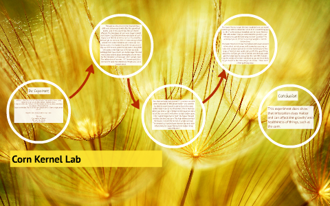 Corn Kernel Lab by Cullen Severson on Prezi