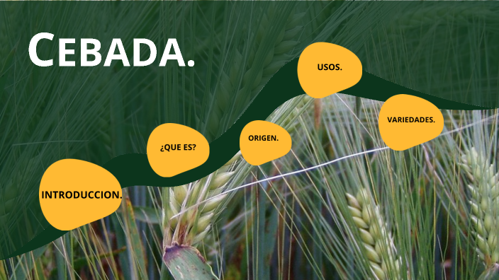 CEBADA by raziel martinez on Prezi