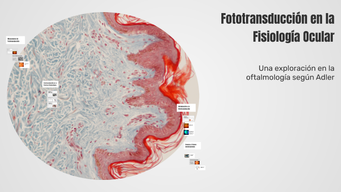 Fototransducción en la Fisiología Ocular by johana tajin on Prezi