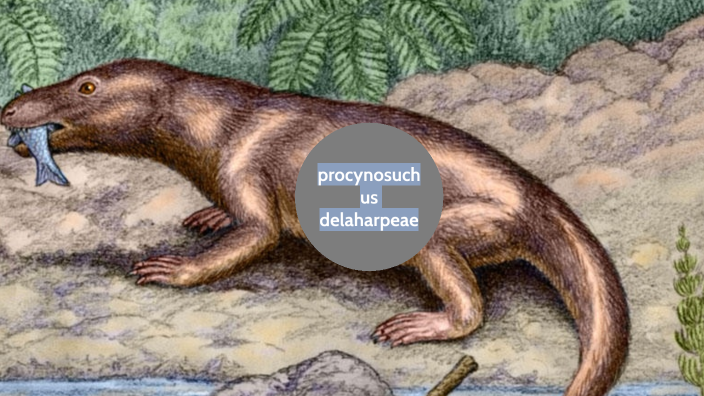 procynosuchus delaharpeae by Britt Hoftijzer on Prezi
