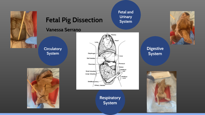 Fetal Pig Dissection by Vanessa Serrano on Prezi