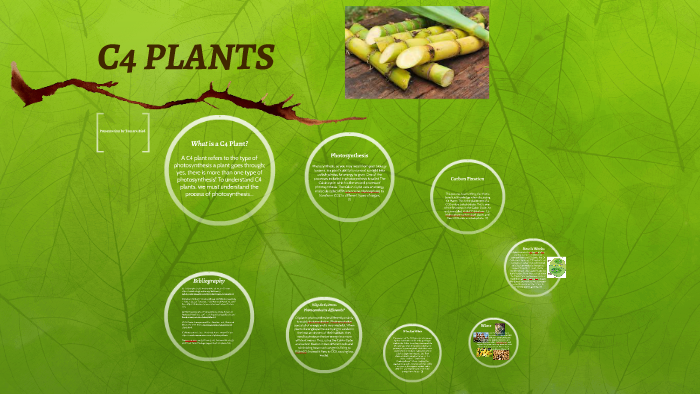C4 PLANTS by Tamara Bird on Prezi
