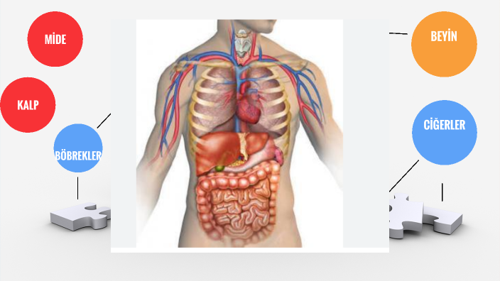 İÇ ORGANLAR by şeyda yaşa on Prezi