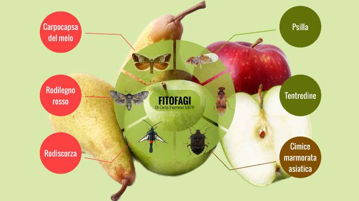 Fitofagi by FIAMMA ALICE DI CARLO on Prezi