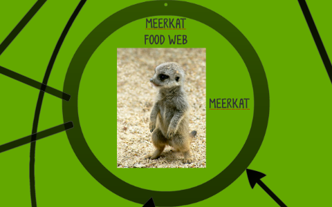 Meerkat Food