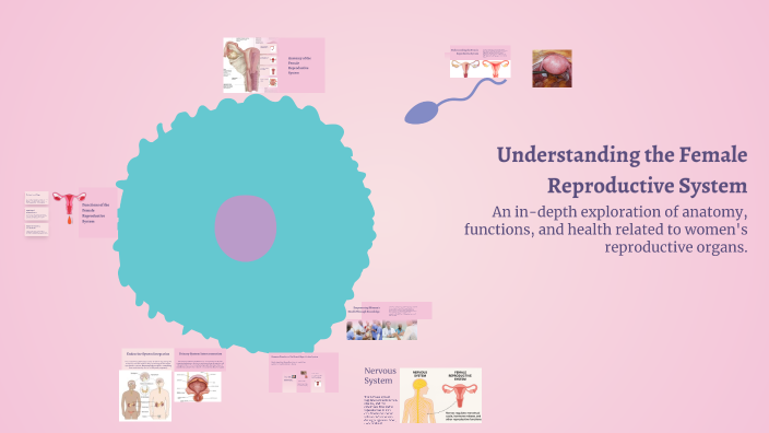 Female reproductive system by lilly weber on Prezi