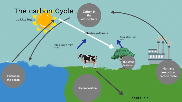 Carbon Cycle by Lilly Inglis on Prezi