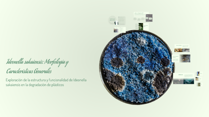 Ideonella sakaiensis: Morfología y Características Generales by Daniela ...