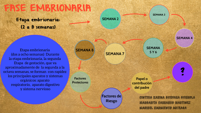 FASES ETAPAS EMBRIONARIA by Cinthia Karina Guevara on Prezi