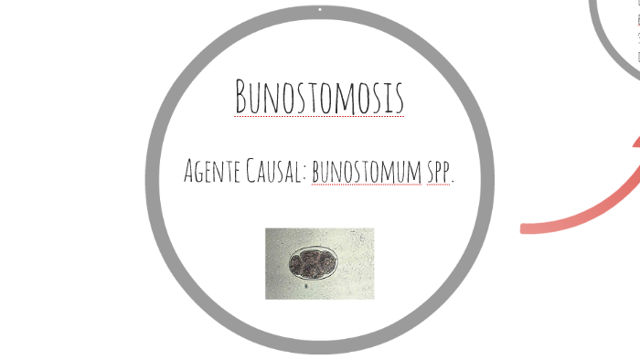 Bunostomosis by Barbara Alvarez on Prezi