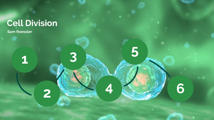 Cell Division Project by STU SAMUEL ROESSLER on Prezi