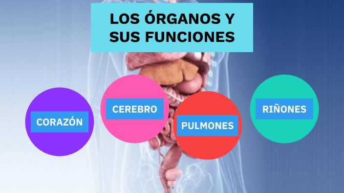 LOS ORGANOS Y SUS FUNCIONES by Ailin Iparraguirre Diaz on Prezi