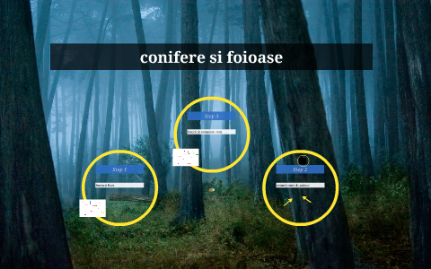 conifere si foioase by Marcela Nistor on Prezi