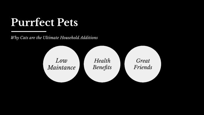 Purrfect Pets - Why Cats are the Ultimate Household Additions by Sara ...
