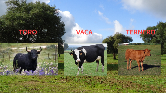 TORO, VACA Y TERNERO (Marga) by Margarita Mije Bersabé on Prezi