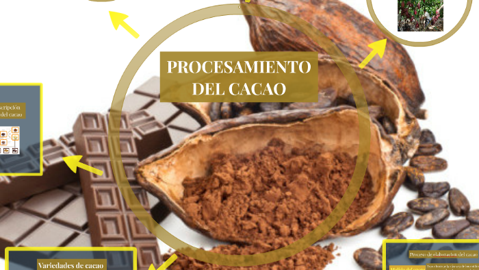 PROCESAMIENTO DEL CACAO by Edgar Cruz on Prezi