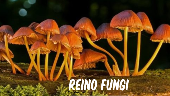 Reino Fungi by Doris Gómez on Prezi