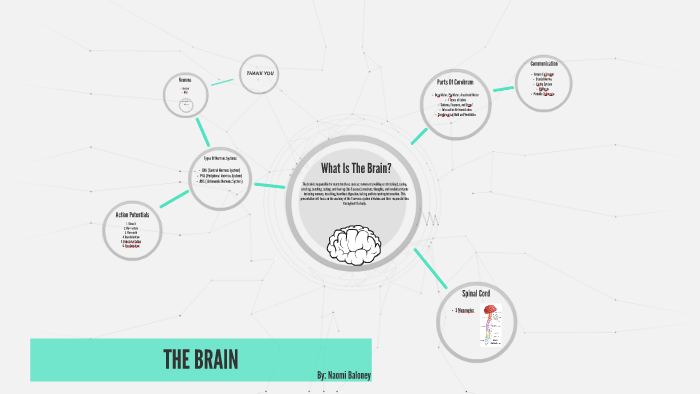 THE BRAIN by Naomi Baloney on Prezi