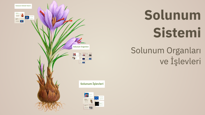 Solunum Sistemi by pelin vural on Prezi