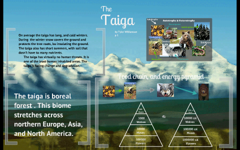 Taiga Biome Project by Tyler Williamson on Prezi