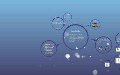 Cultivo de piña cayena lisa (Ananas comusos) en la instituto by camila ...