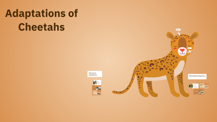 Adaptations of Cheetahs by Brock Elbert on Prezi