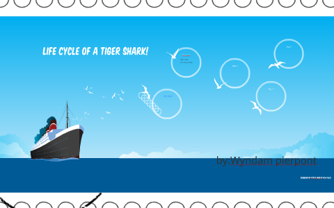 life cycle of a tiger shark! by Wyndam Pierpont on Prezi